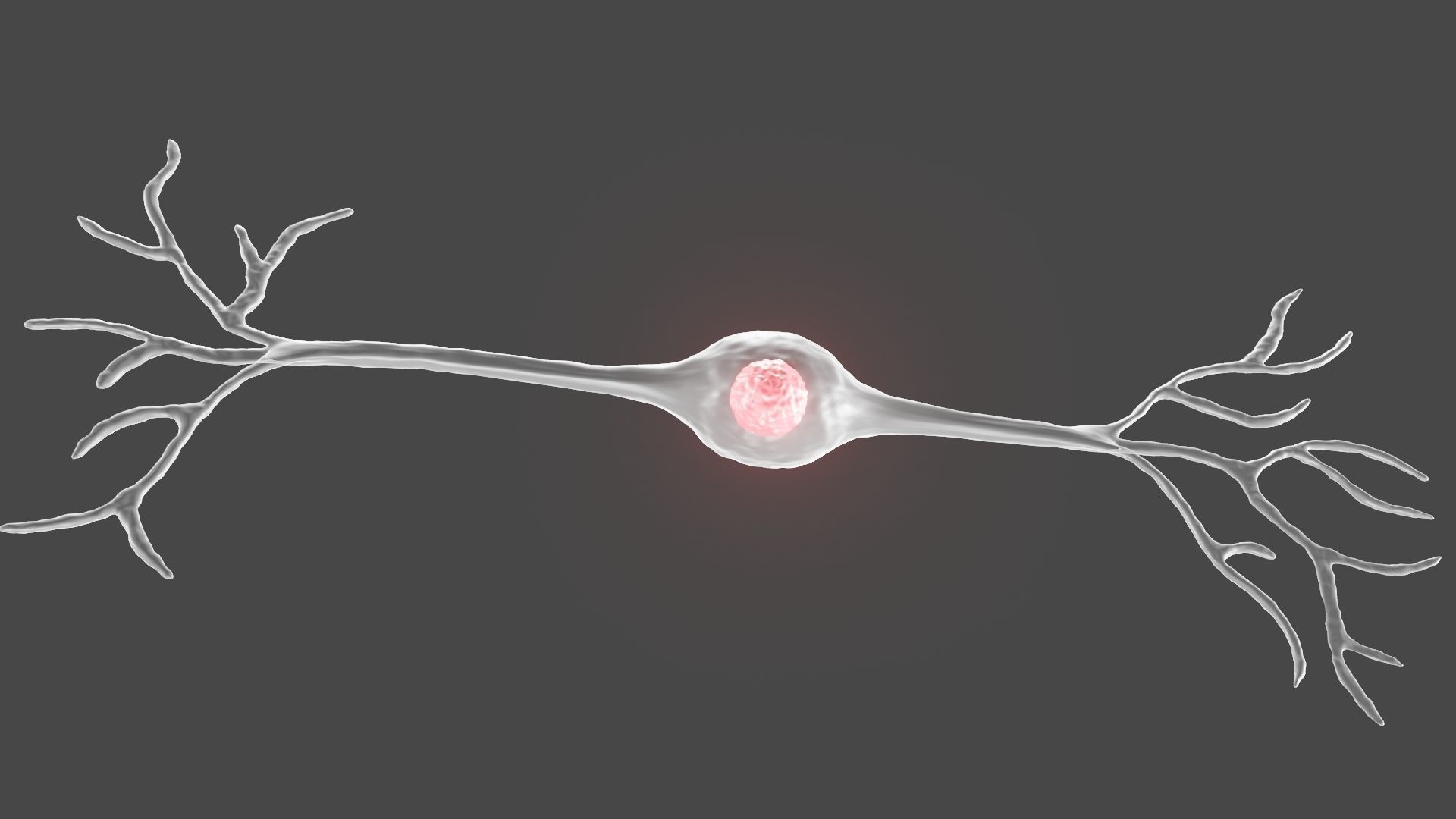 Bipolar Neuron 3D model | CGTrader