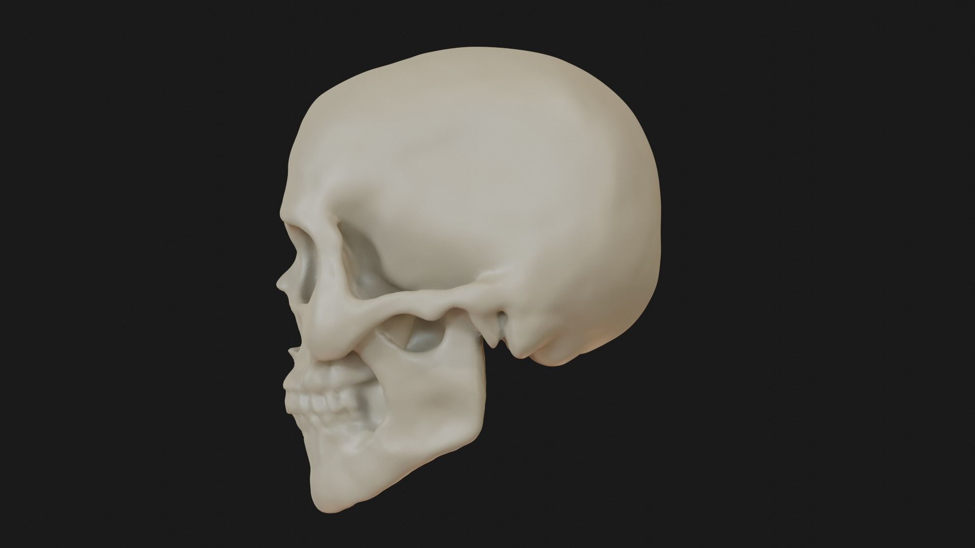 Female human skull 3D model | CGTrader