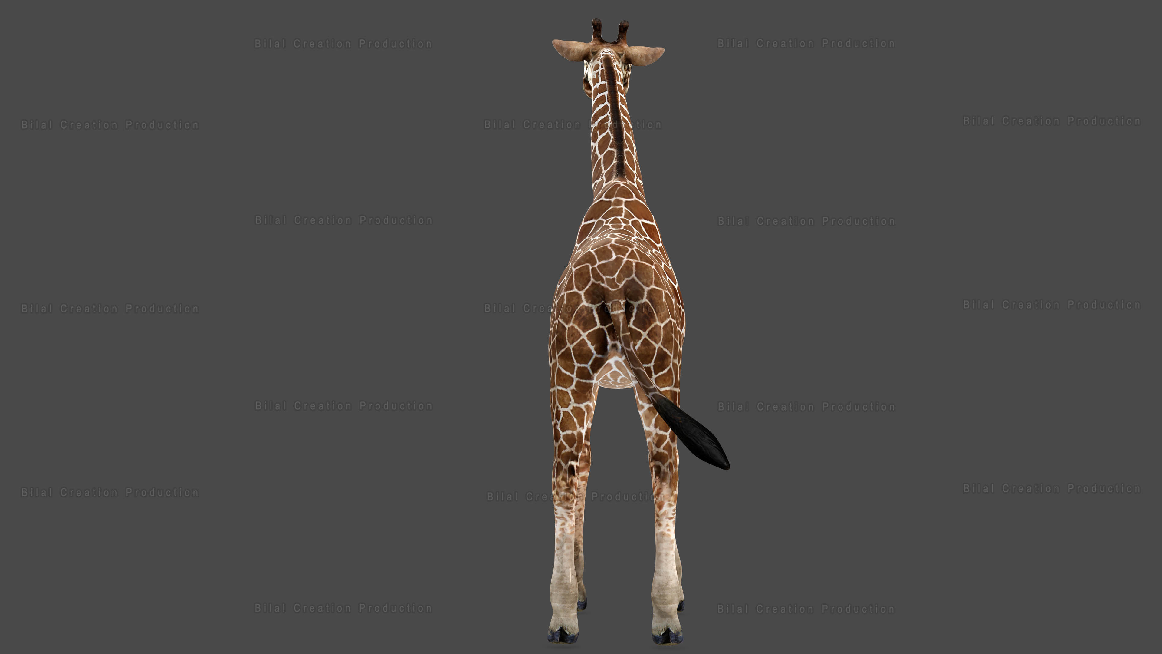Giraffe with Animation 3D model animated rigged | CGTrader