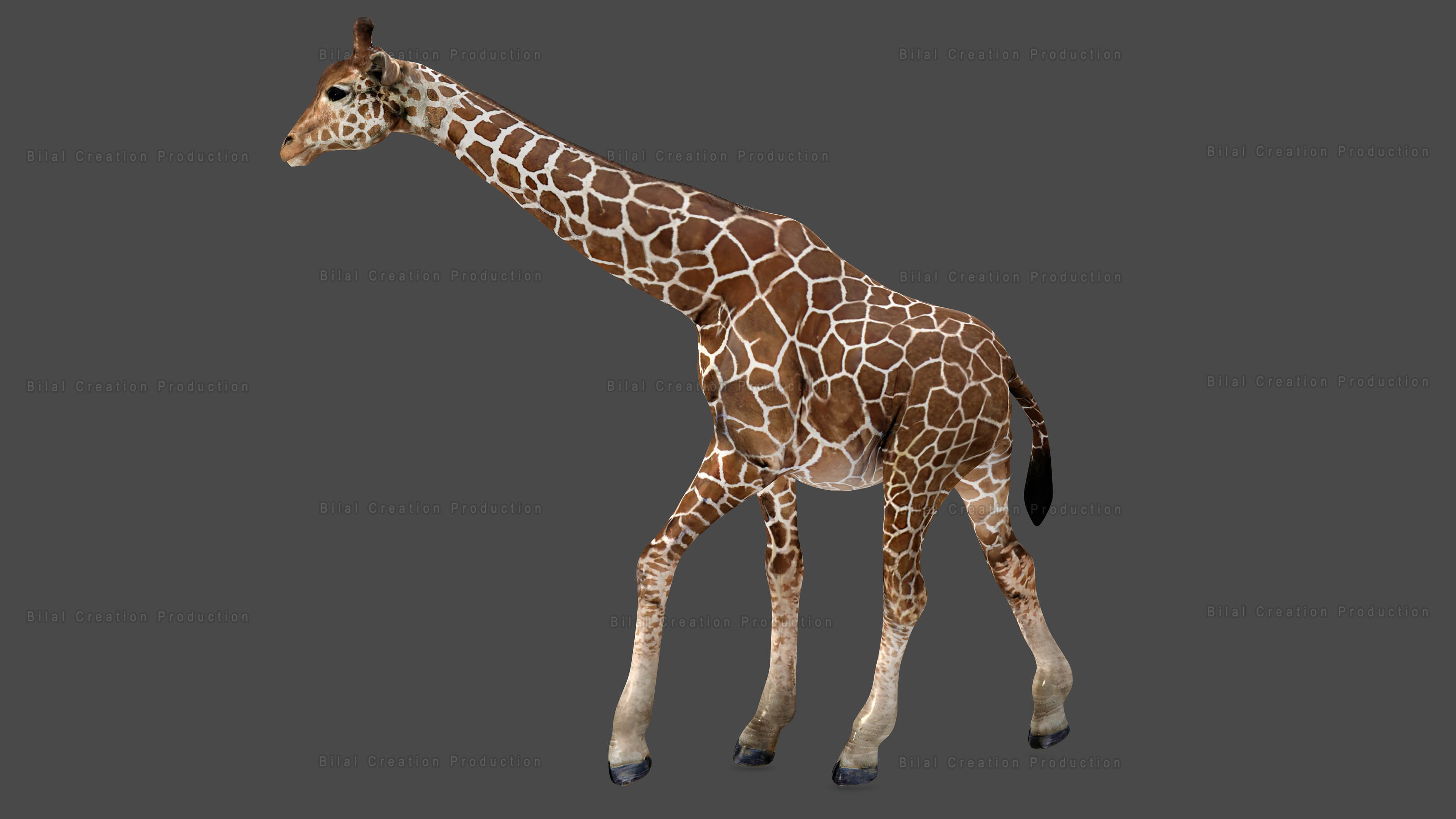 Giraffe with Animation 3D model animated rigged | CGTrader