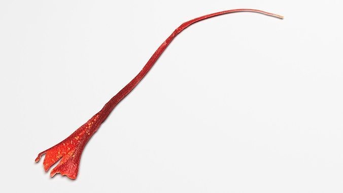 Saffron 3D model | CGTrader