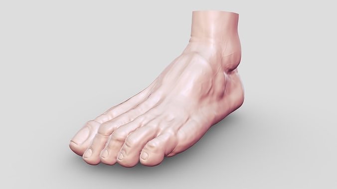 foot anatomy 3D model | CGTrader