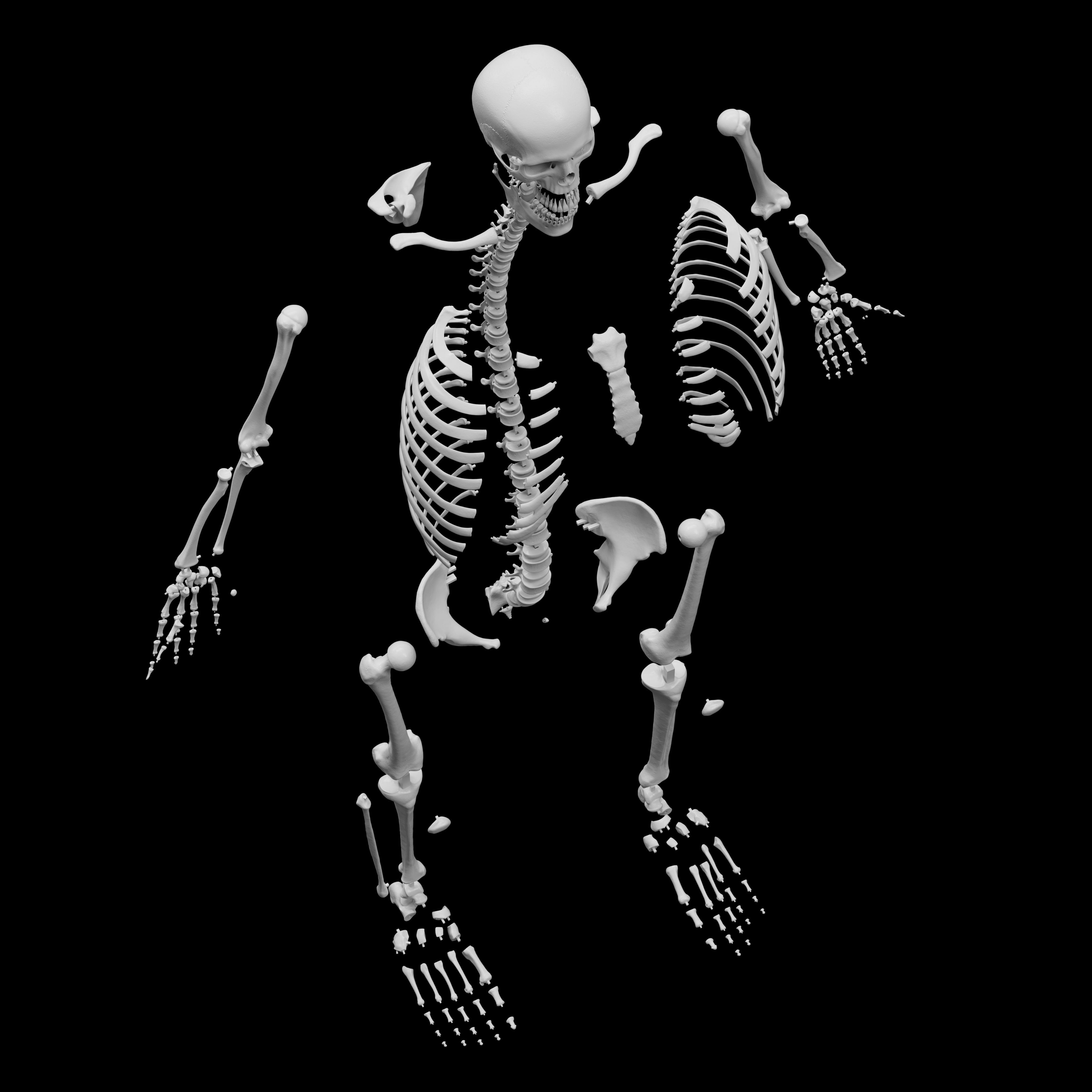 Human Skeleton - 3D Printing 3D model 3D printable | CGTrader