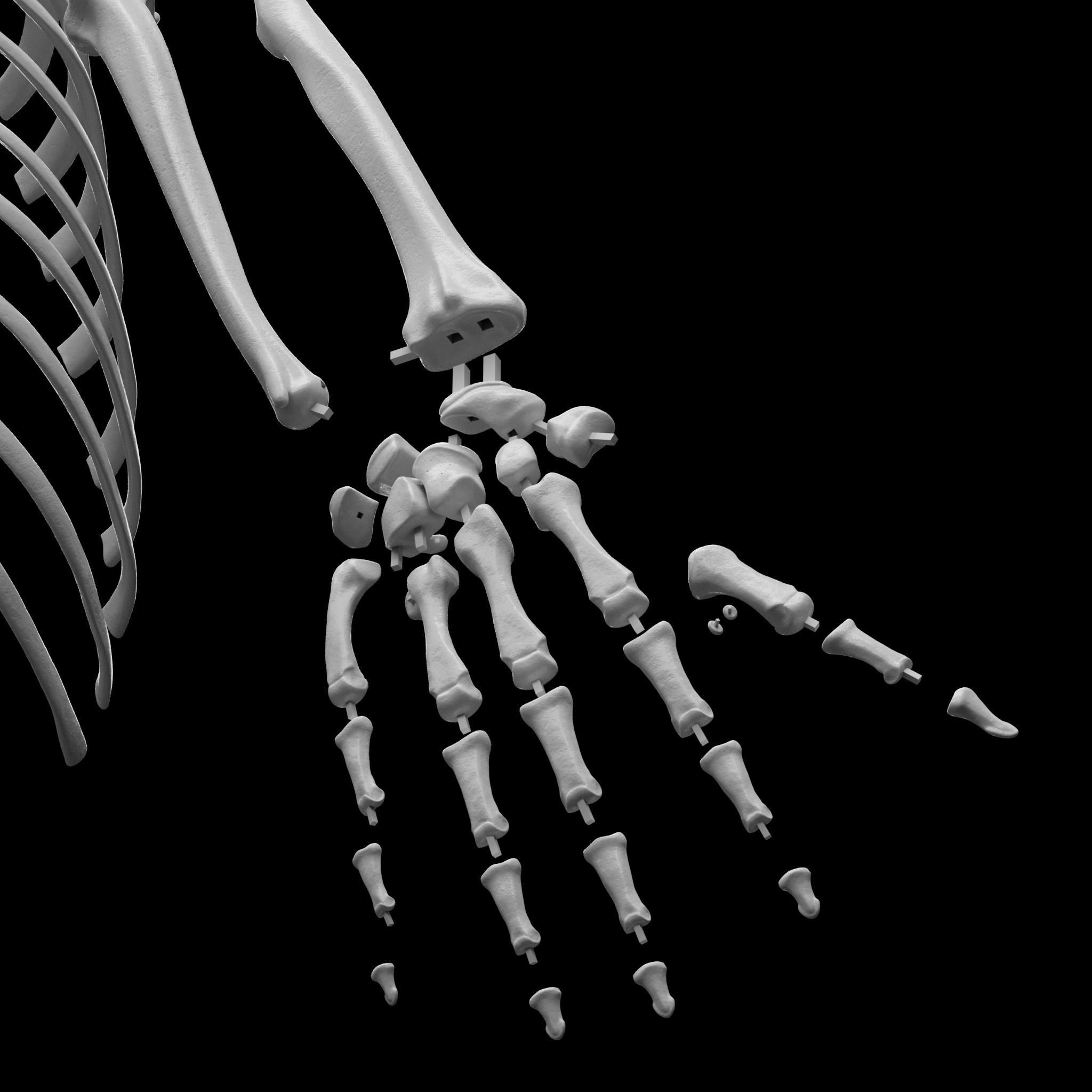Human Skeleton - 3D Printing 3D model 3D printable | CGTrader