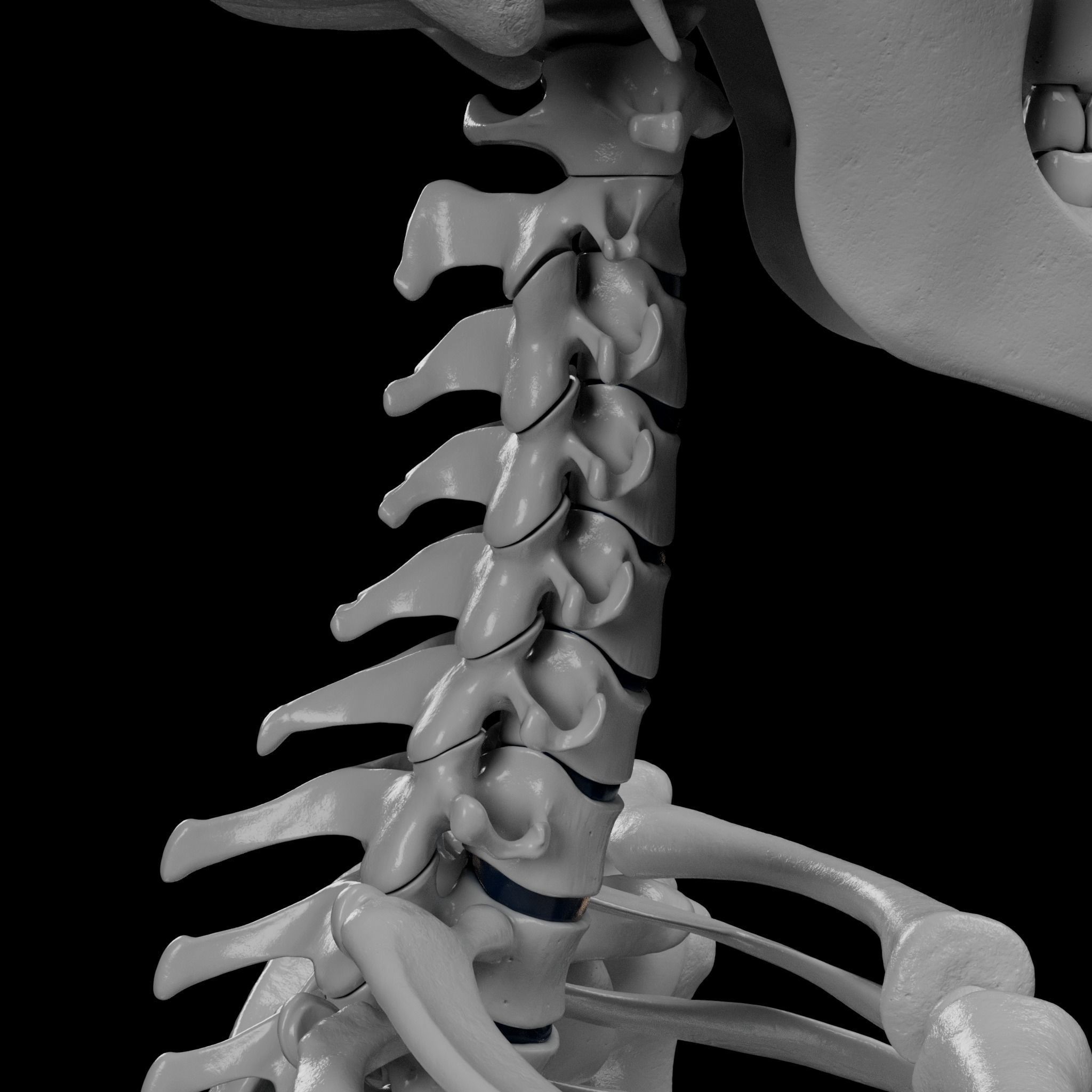 Human Skeleton - 3D Printing 3D model 3D printable | CGTrader