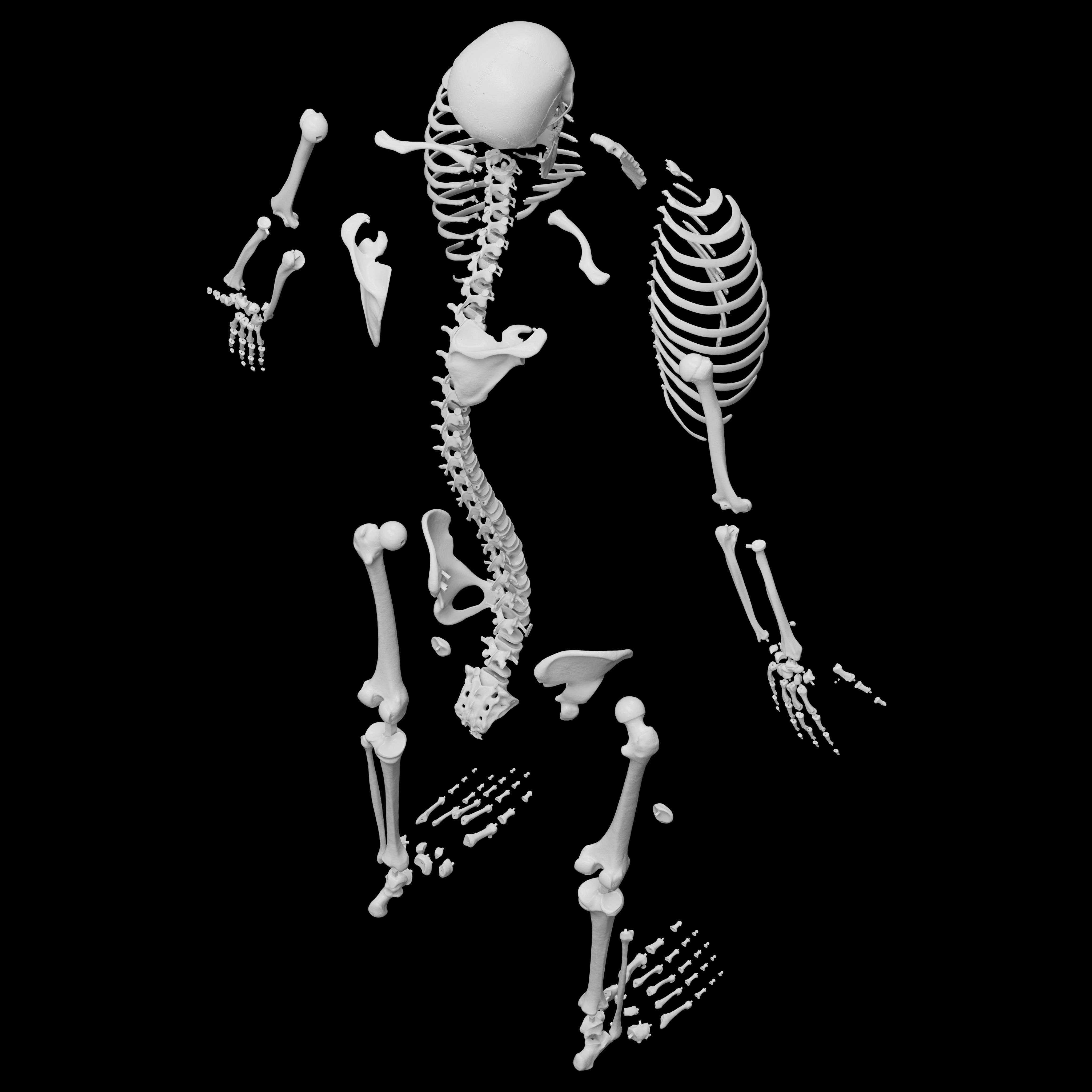 Human Skeleton - 3D Printing 3D model 3D printable | CGTrader