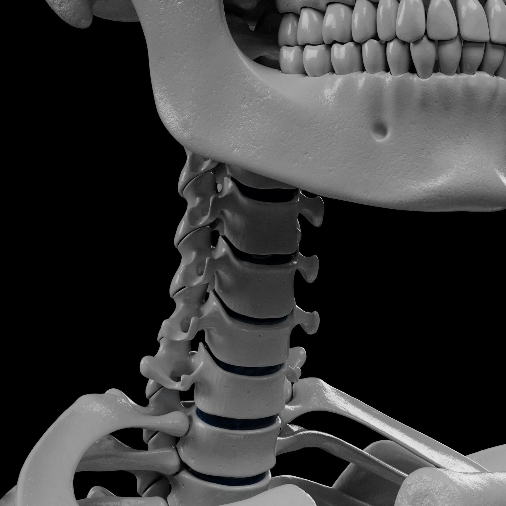 Human Skeleton - 3D Printing 3D model 3D printable | CGTrader