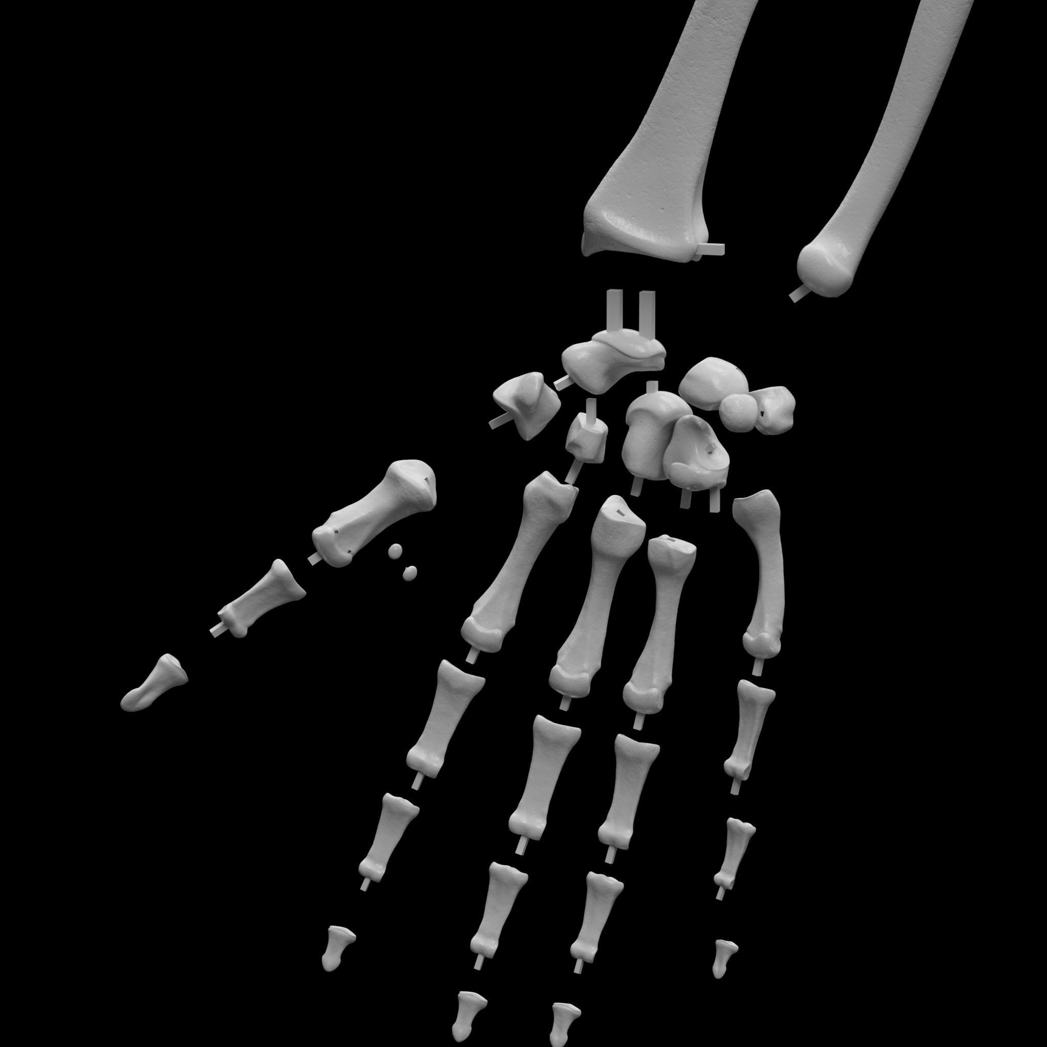 Human Skeleton - 3D Printing 3D model 3D printable | CGTrader