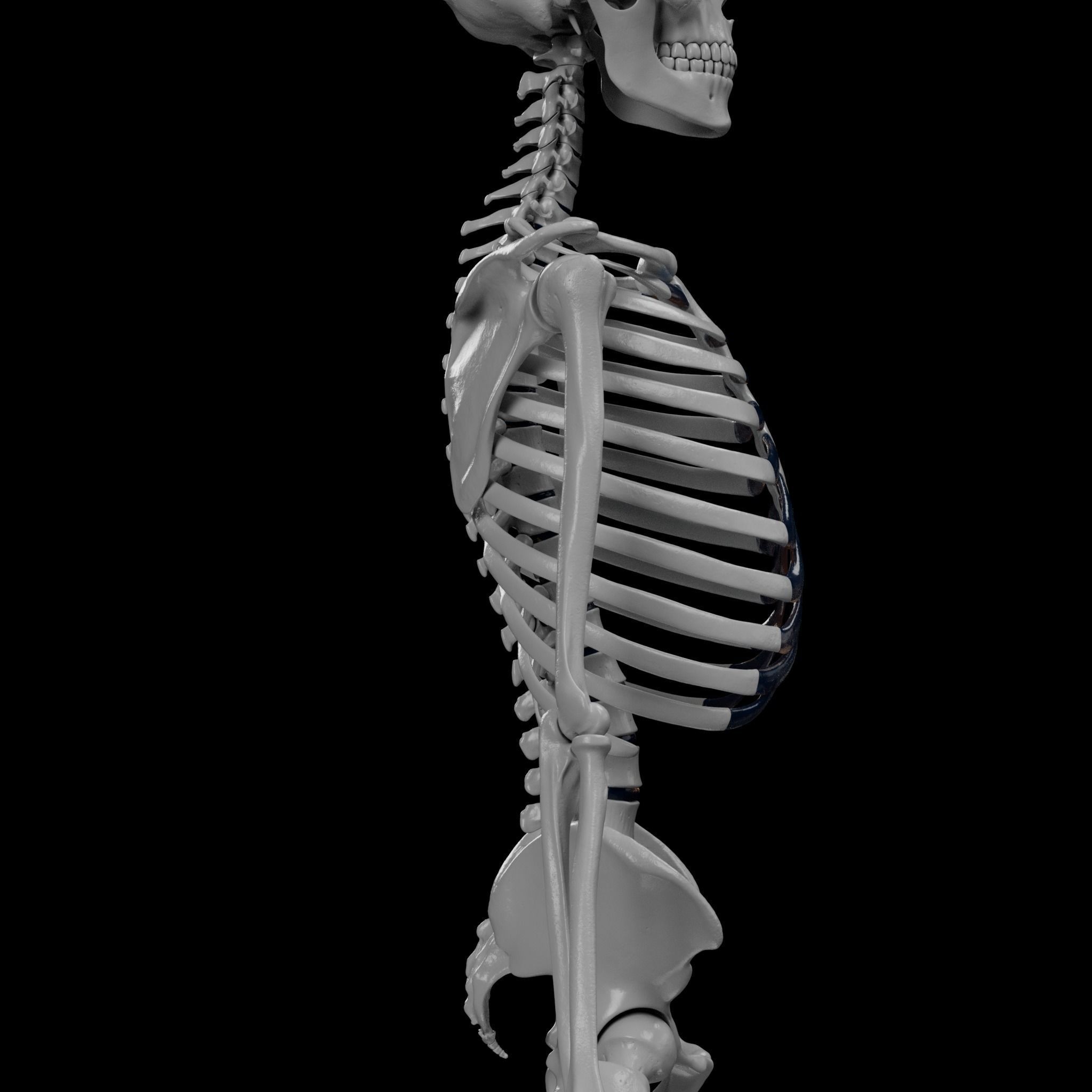 Human Skeleton - 3D Printing 3D model 3D printable | CGTrader