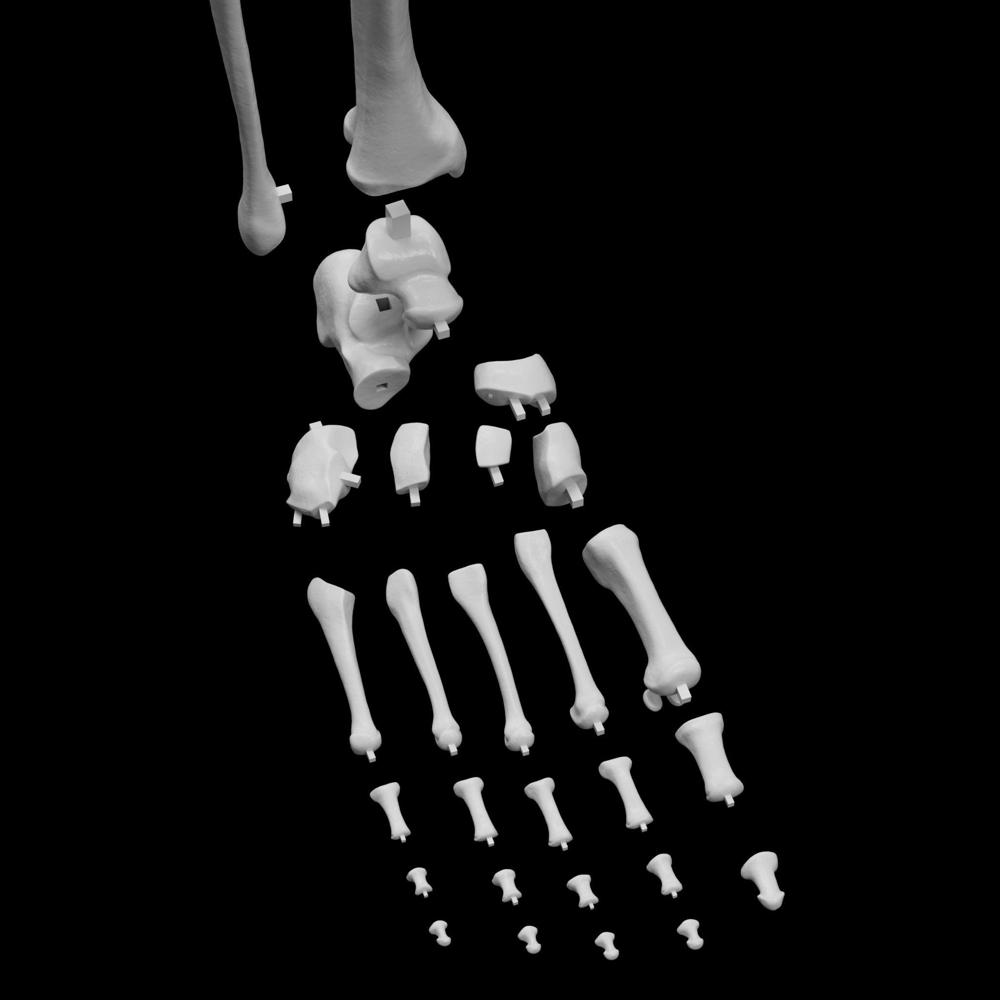 Human Skeleton - 3D Printing 3D model 3D printable | CGTrader