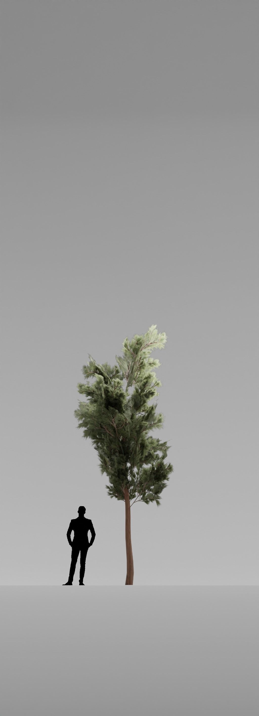 3D model Pine Tree VR / AR / low-poly | CGTrader
