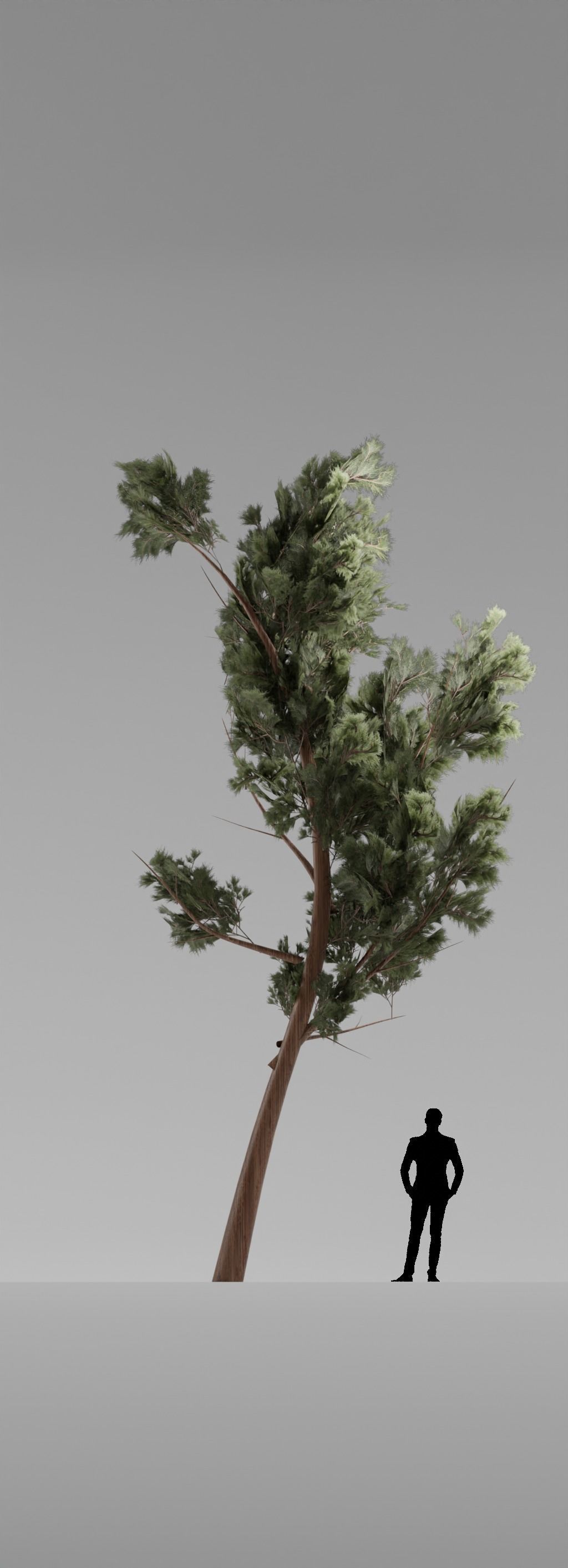 3D model Pine Tree VR / AR / low-poly | CGTrader