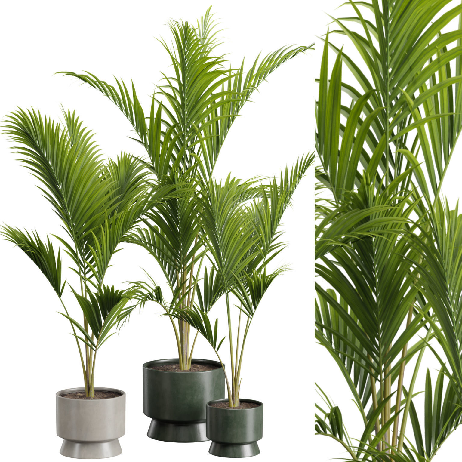 Majesty Palm 02 - Ravenea rivularis 3D model | CGTrader