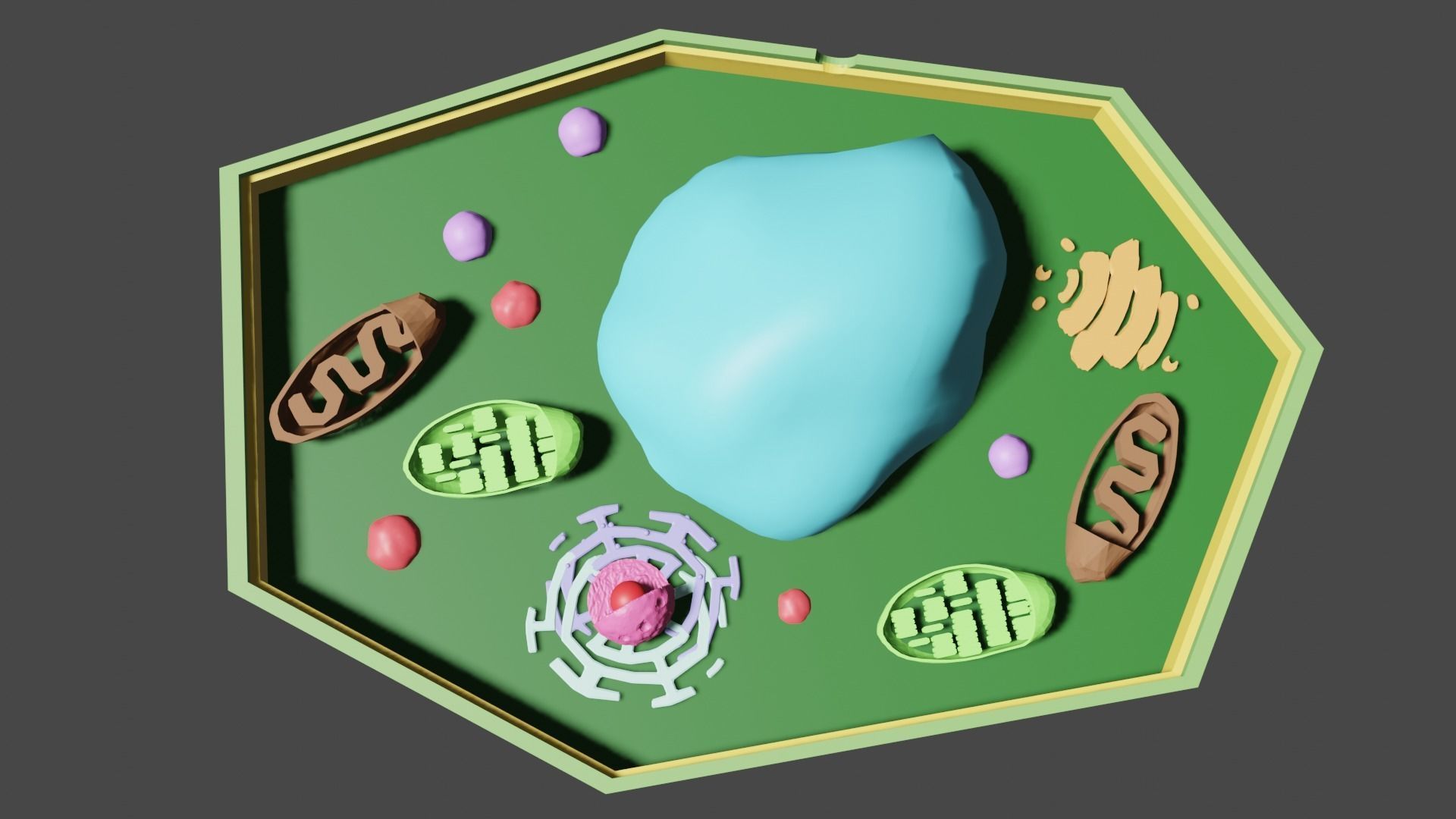 Plant Cell 3D model | CGTrader