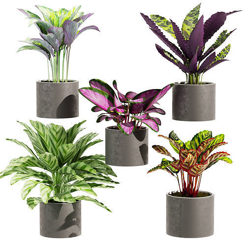 Collection plant vol 459 - Calathea - leaf - pot - indoor 3D model | CGTrader