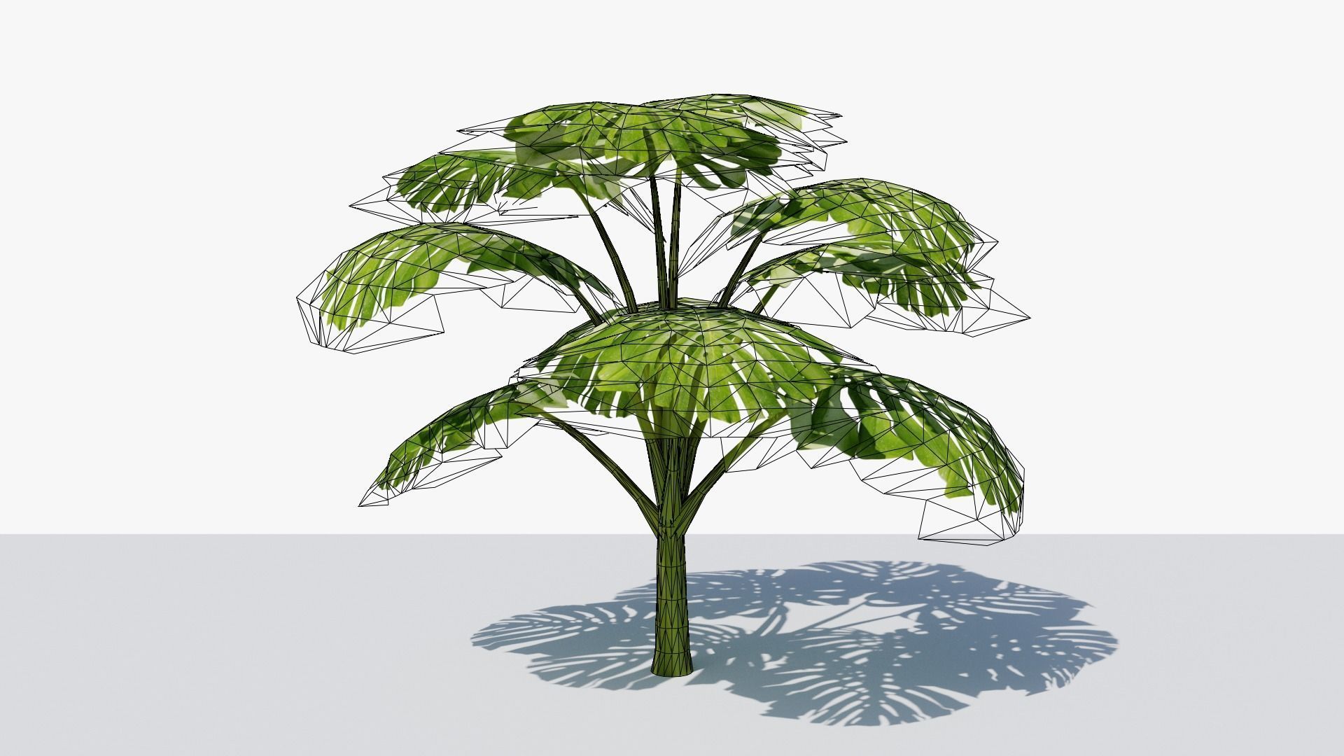 3D model Monstera Tropical Plant VR / AR / low-poly | CGTrader