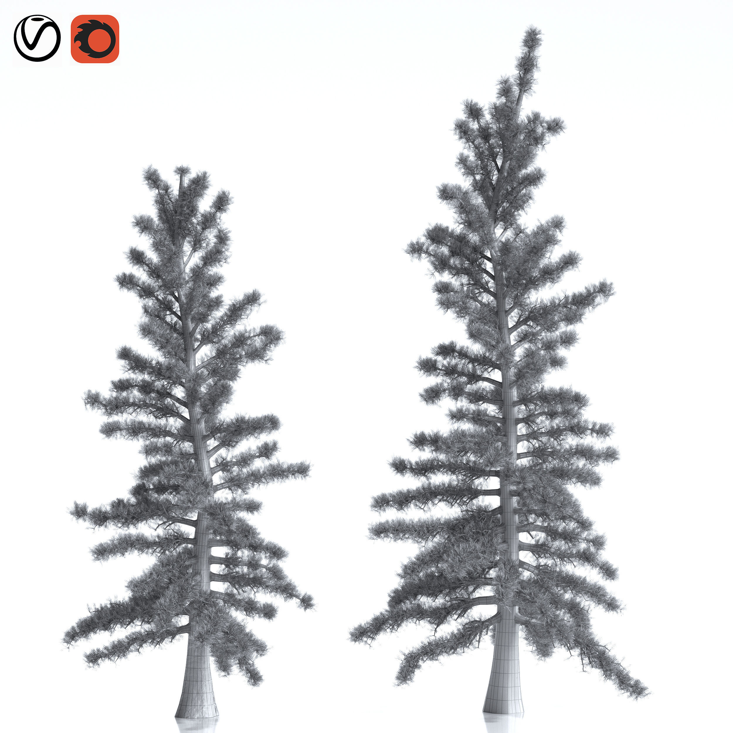 2 Pine Tree 3D model | CGTrader