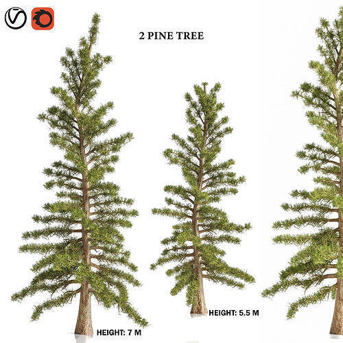 2 Pine Tree 3D model | CGTrader