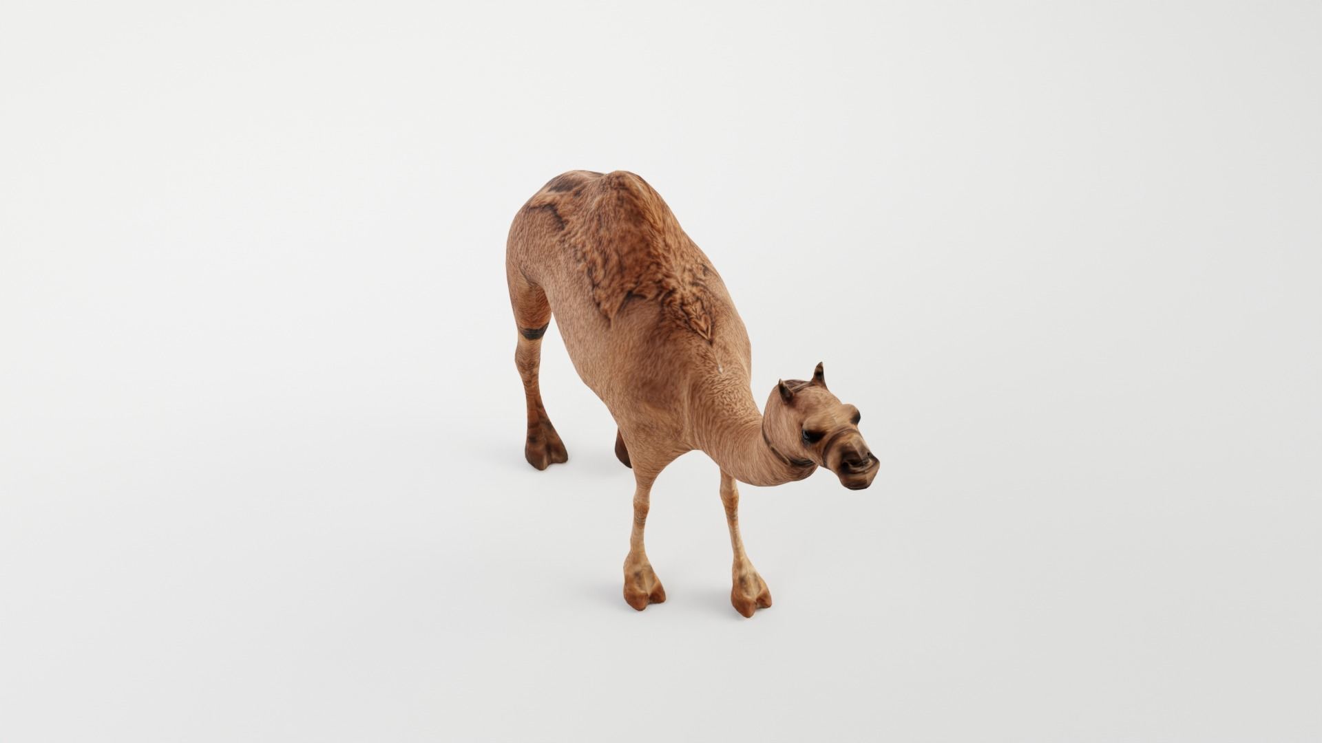 CAMEL RIGGED 3D model rigged | CGTrader