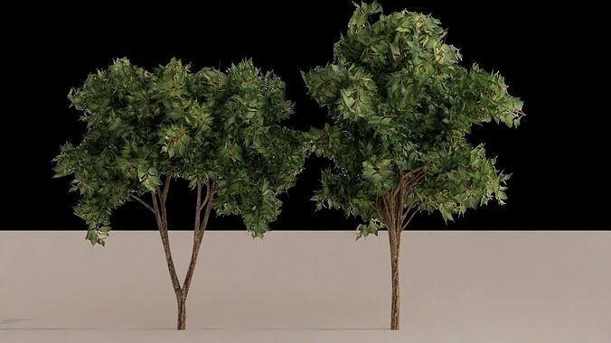 Trees 3D model | CGTrader