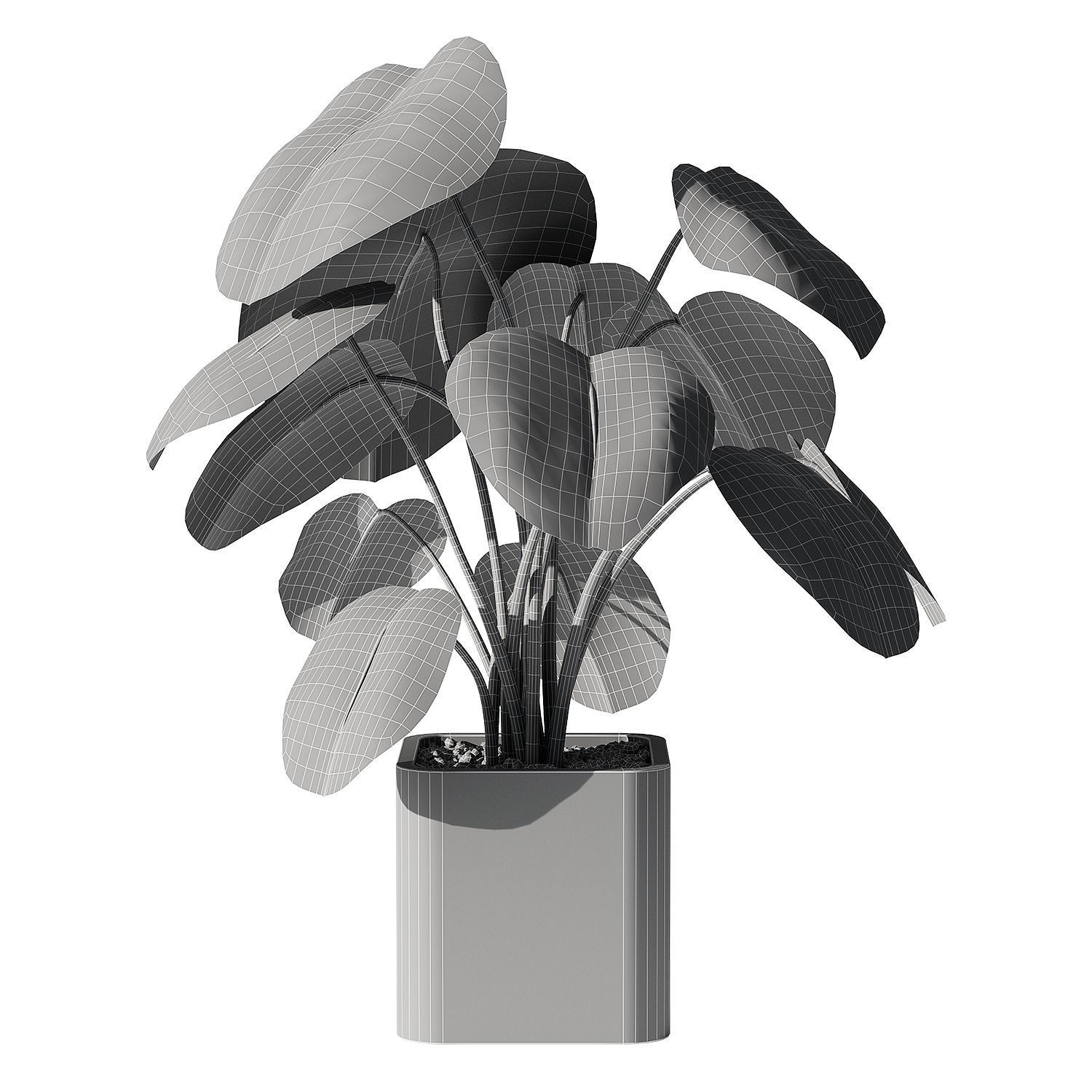 3D model Plant Monstera VR / AR / low-poly | CGTrader