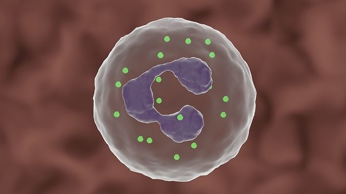 Granulocyte cell 3D model | CGTrader
