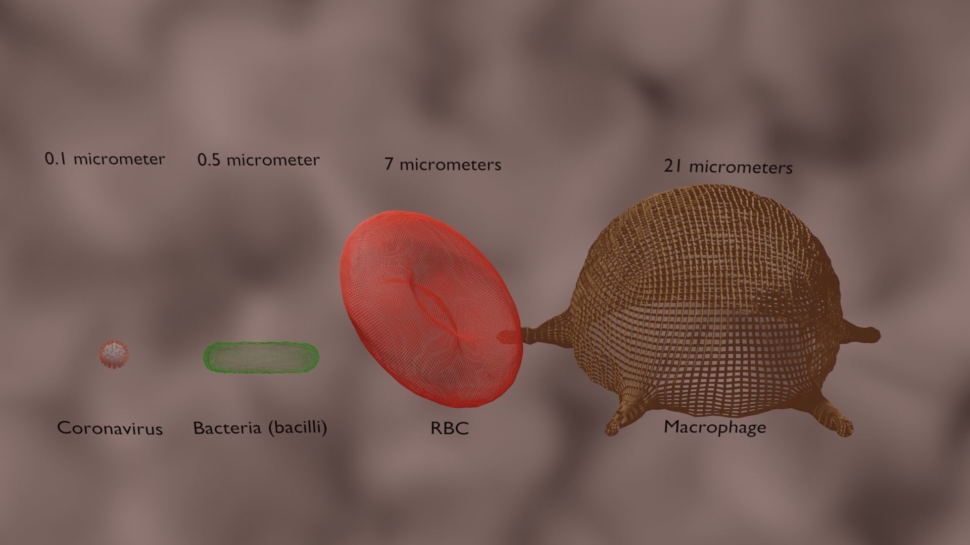 Macrophage RBC bacteria coronavirus in sizes 3D model | CGTrader
