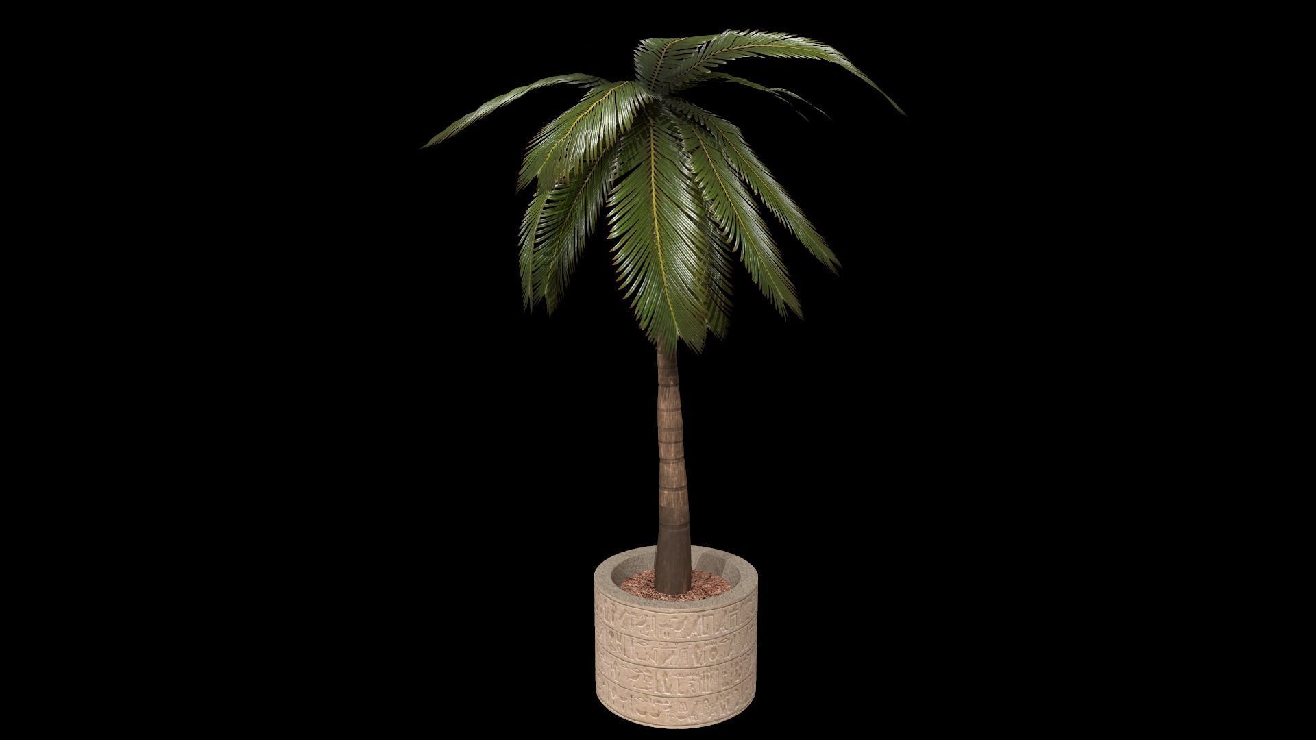 3D model Coconut Tree in a pot VR / AR / low-poly | CGTrader