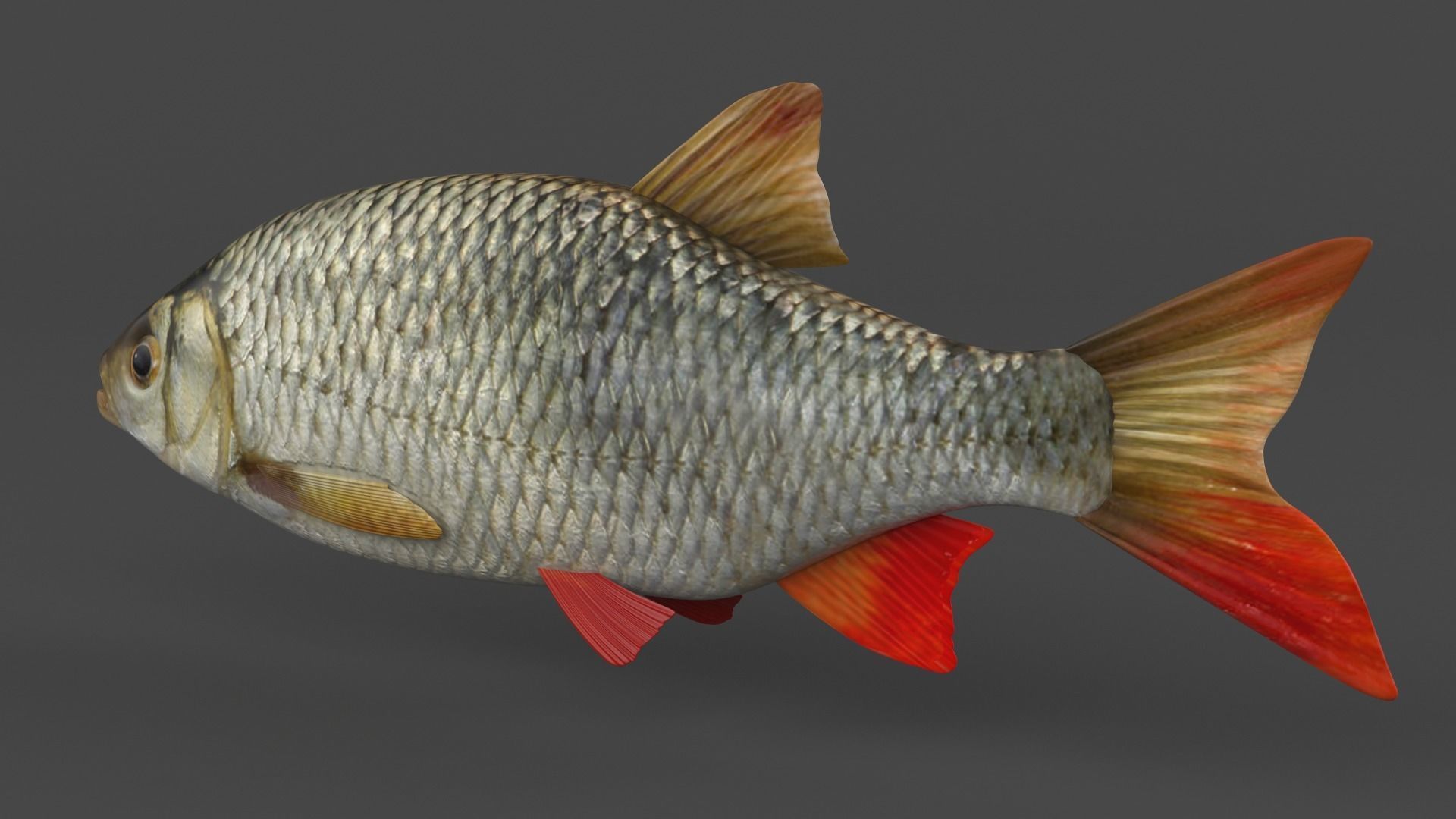 Rudd Fish 3D model | CGTrader