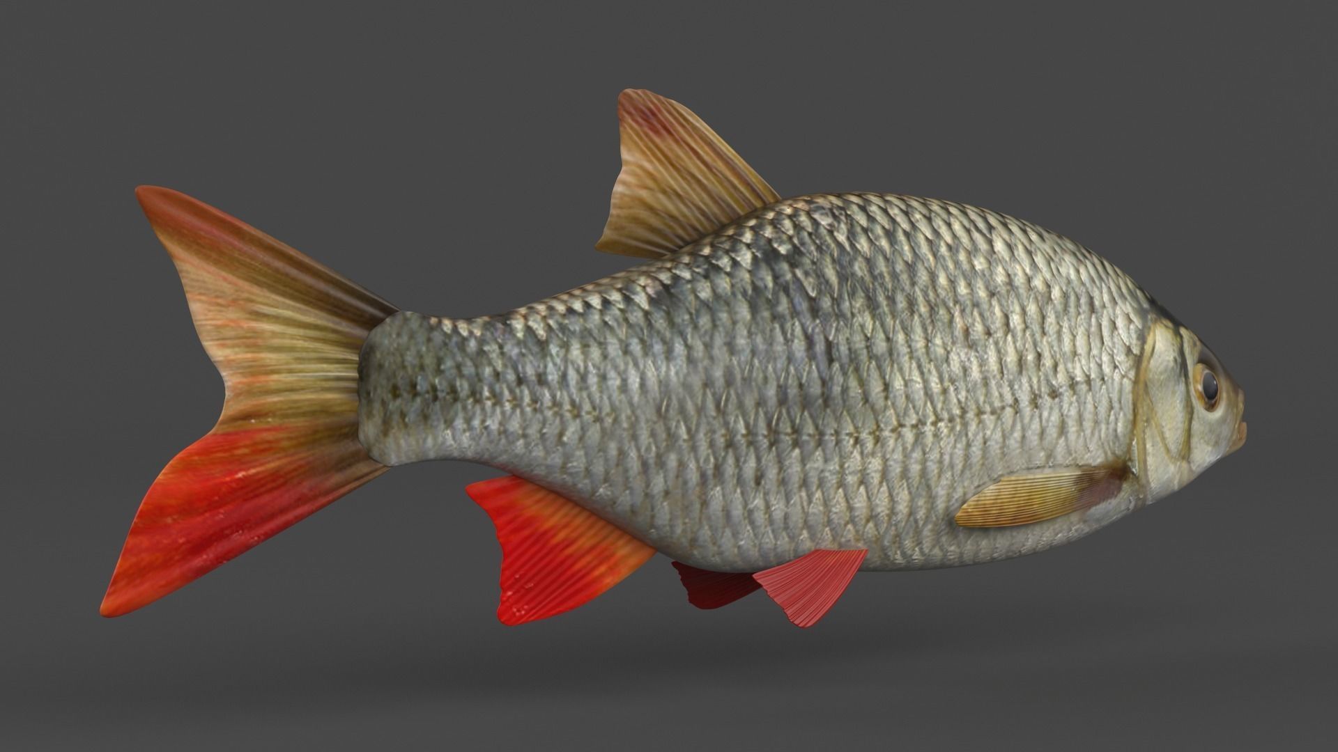 Rudd Fish 3D model | CGTrader