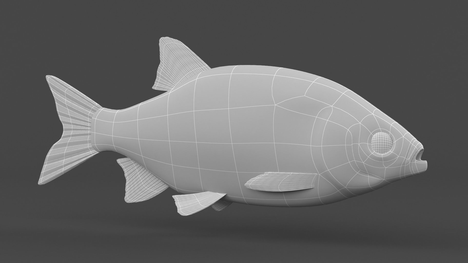 Rudd Fish 3D model | CGTrader