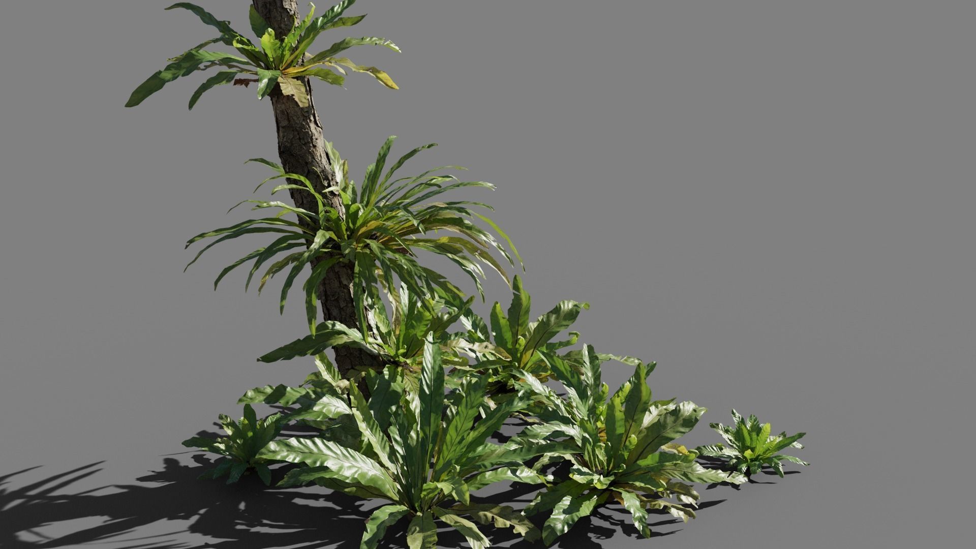 3D model Birds Nest Fern Asplenium Nidus VFX Grace VR / AR / low-poly | CGTrader