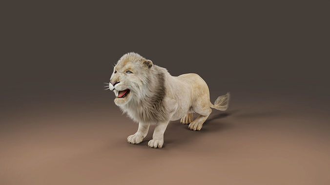 3D model Fur White Lion Rigged in Blender VR / AR / low-poly | CGTrader