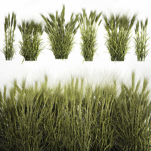 plants from six bushes of green ears of wheat for landscaping 3D model ...