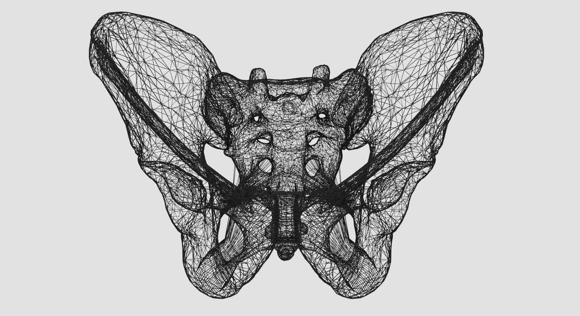 3D model Female pelvis clinical Pelvimetry dimension VR / AR / low-poly ...