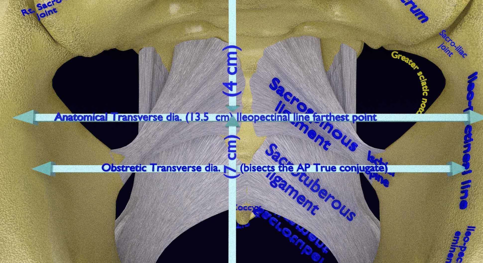 3D model Female pelvis clinical Pelvimetry dimension VR / AR / low-poly ...