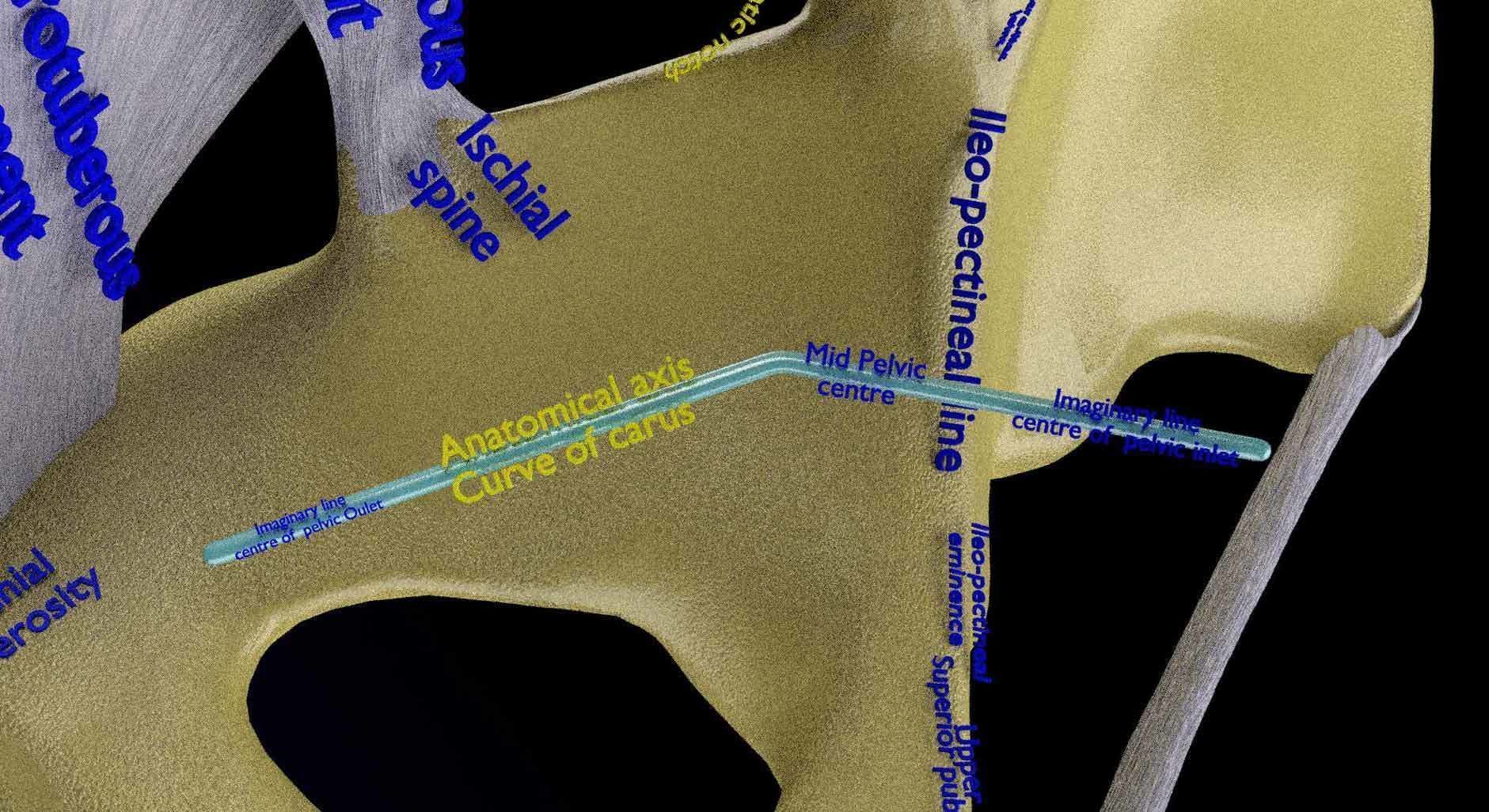 3D model Female pelvis clinical Pelvimetry dimension VR / AR / low-poly ...
