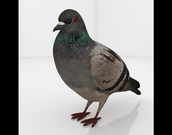 3D model Pigeon 3D Model Sitting Pose - Animal 3D Models - Animals ...