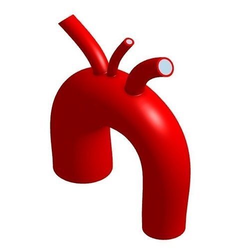 3D model of Aortic Arch Real Dimensions 3D model 3D printable | CGTrader