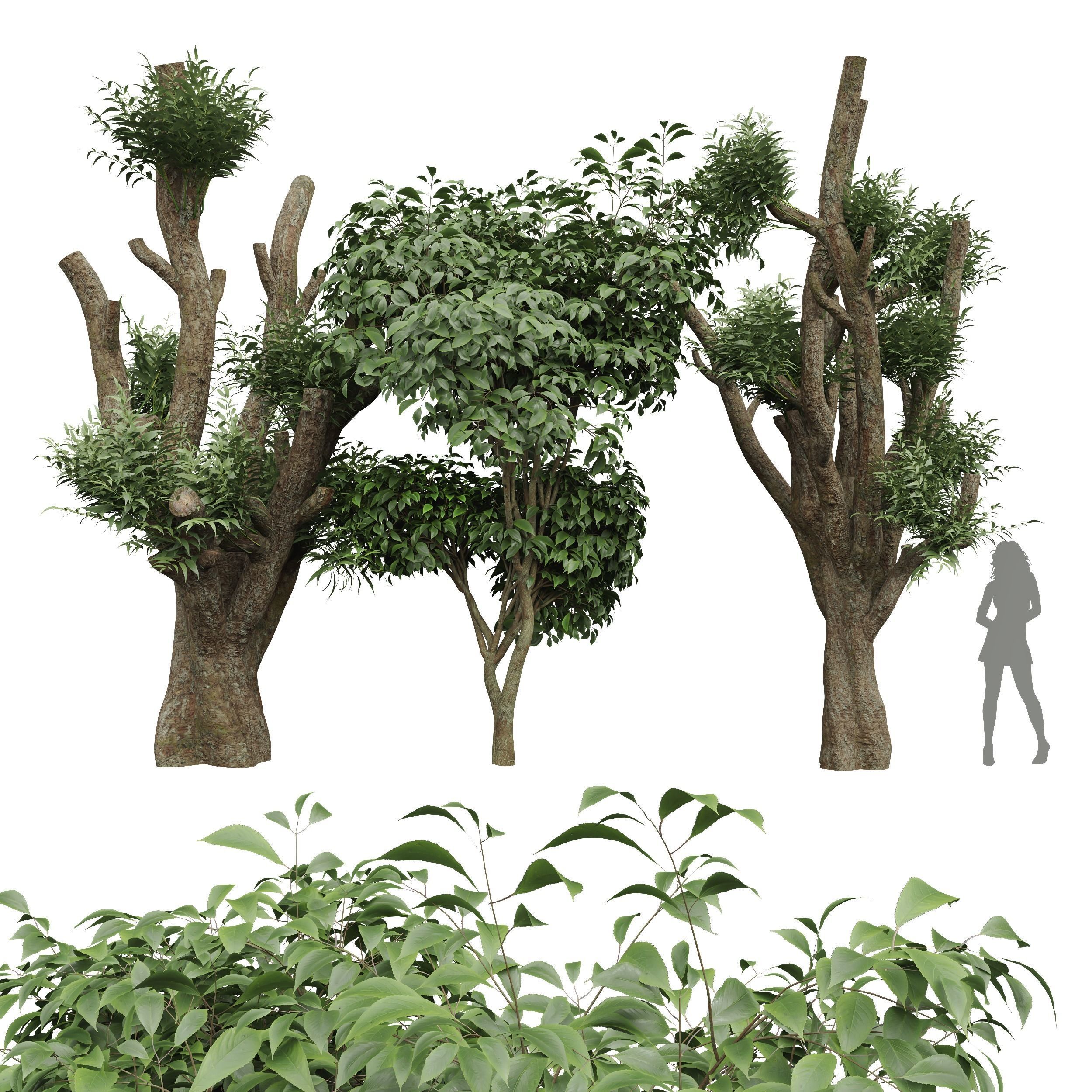 Beautiful Tree Japanese Cherry Pollard Willow Tree 3D model | CGTrader
