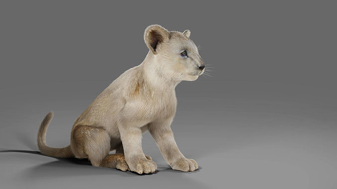 3D model Fur White Lion Cub Rigged in Blender VR / AR / low-poly | CGTrader