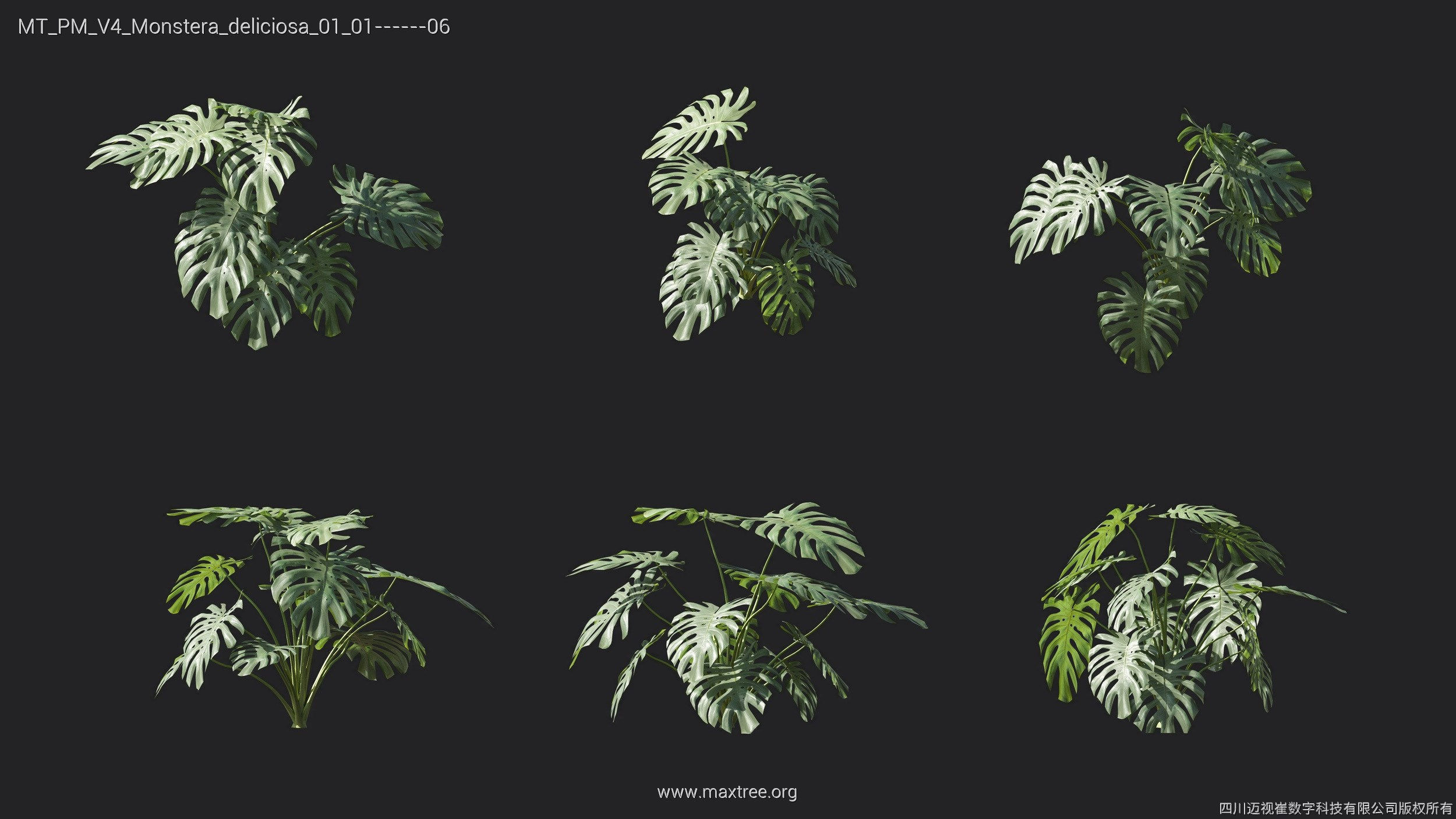 Maxtree Plant Models Vol 4 - Mesh 3D model | CGTrader