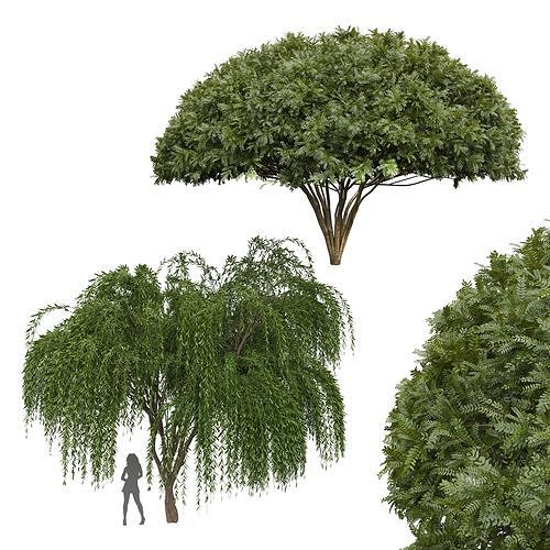New Plant Palo verde Weeping Willow Tree 3D model | CGTrader