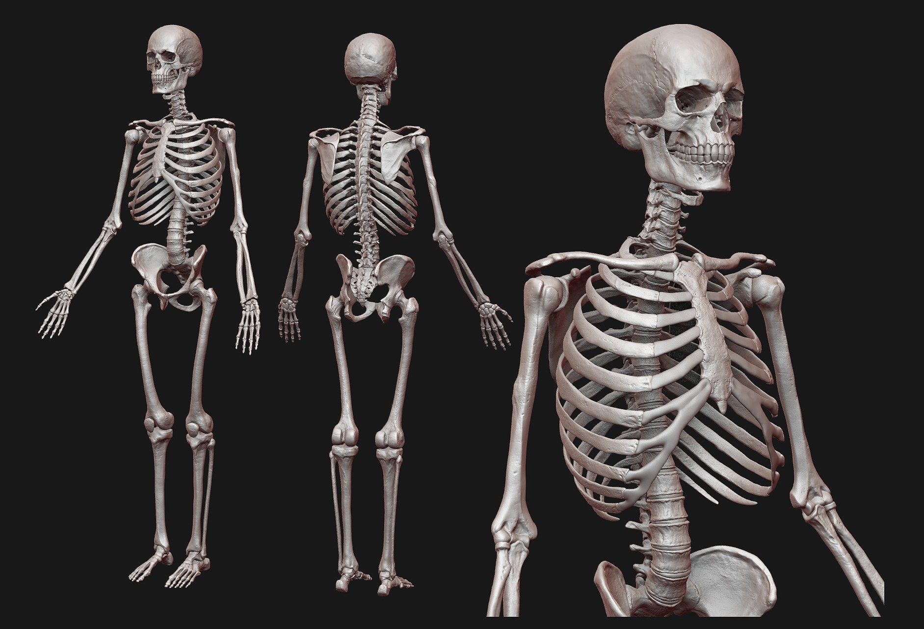 Human Male skeleton v2 Sculpt 3D model | CGTrader