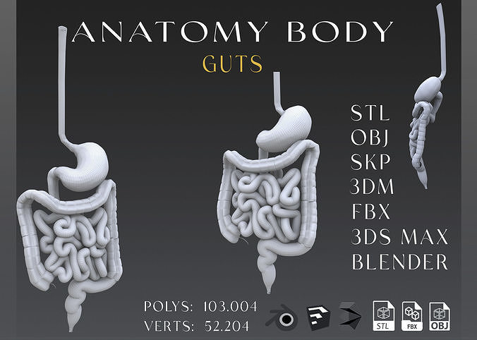 guts body anatomy 3D model | CGTrader