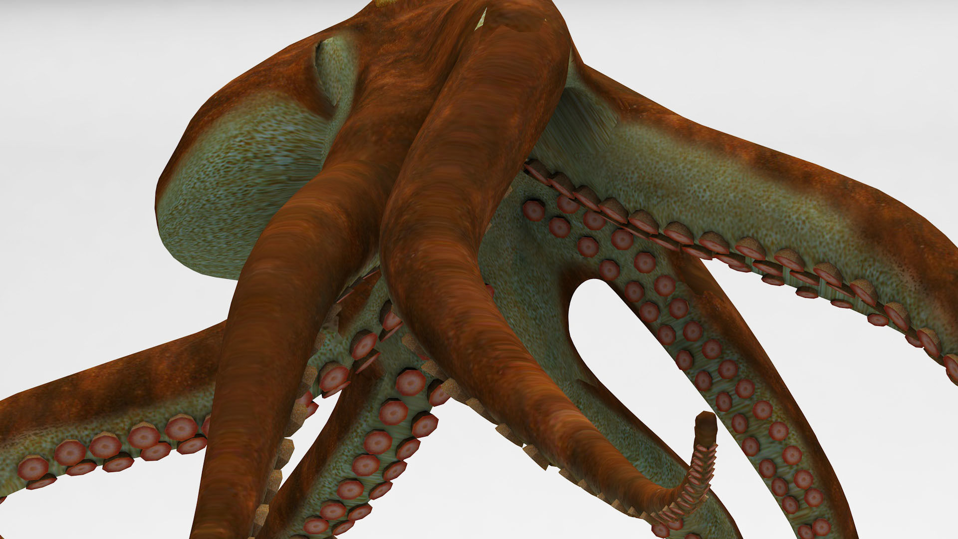Octopus 3D model | CGTrader