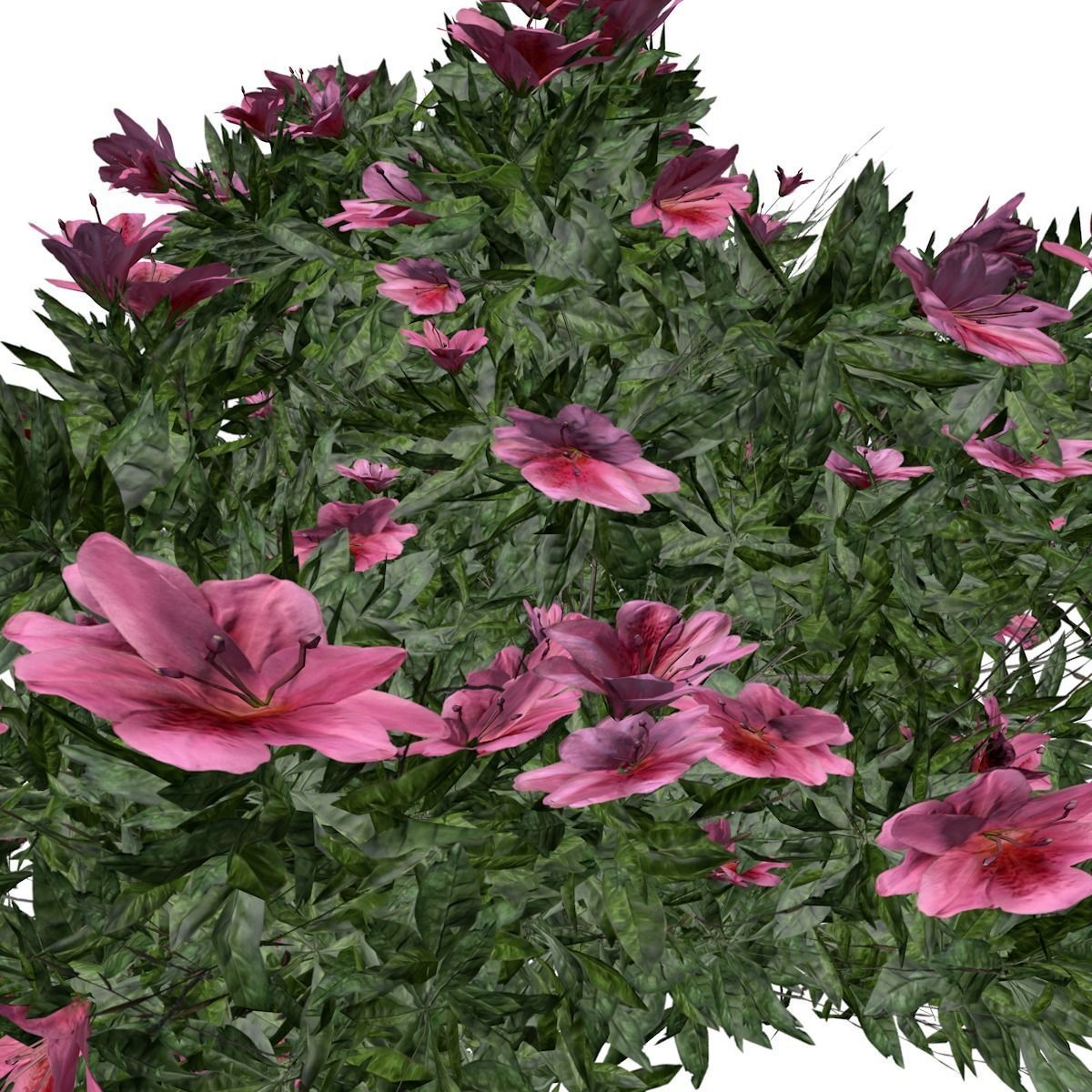 Azalea Shrub with pink flowers - 04 - 3D model | CGTrader