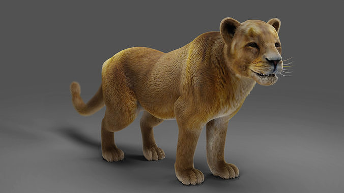3D model Fur Lioness v02 Rigged in Blender VR / AR / low-poly | CGTrader