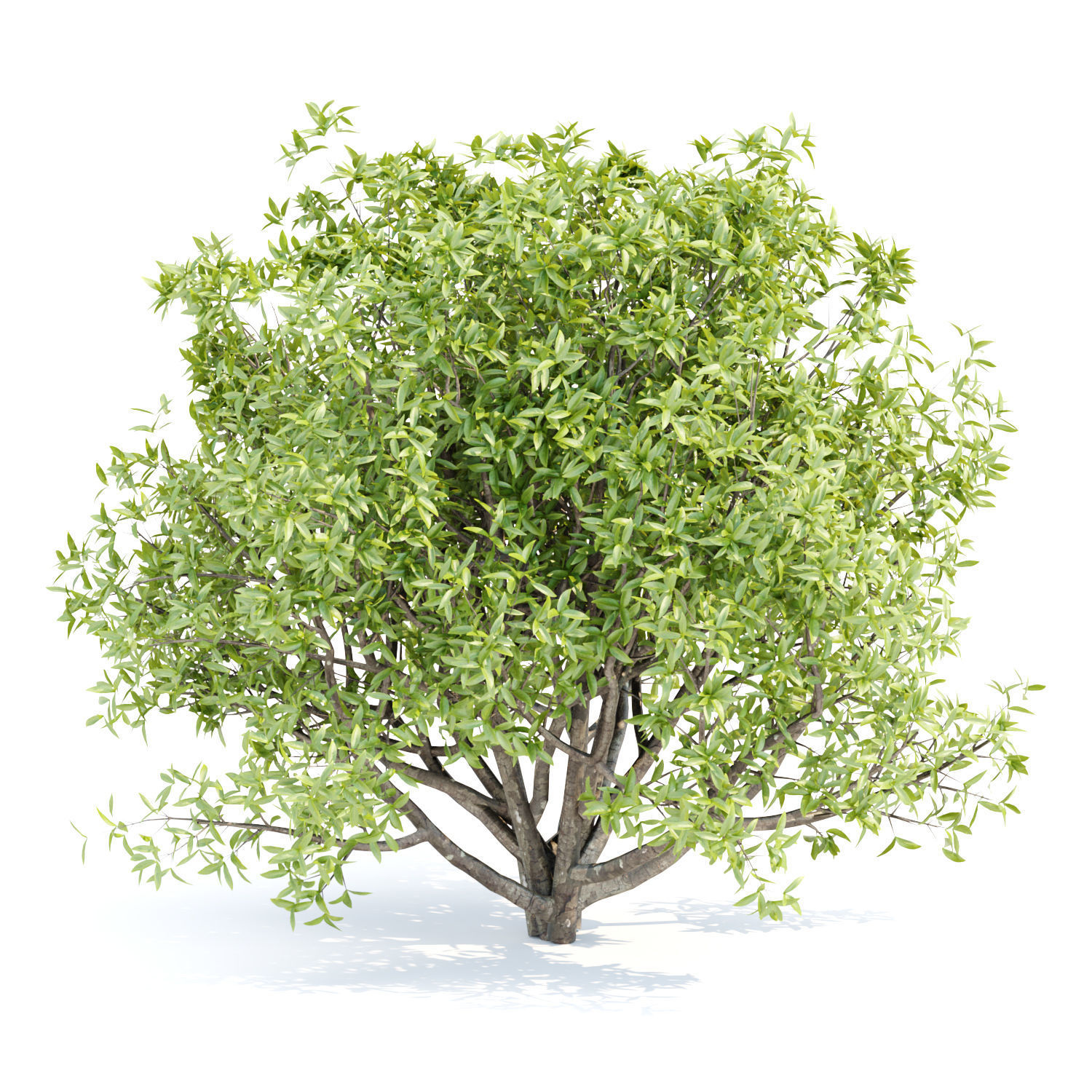 Bushes collection vol 191 3D model | CGTrader