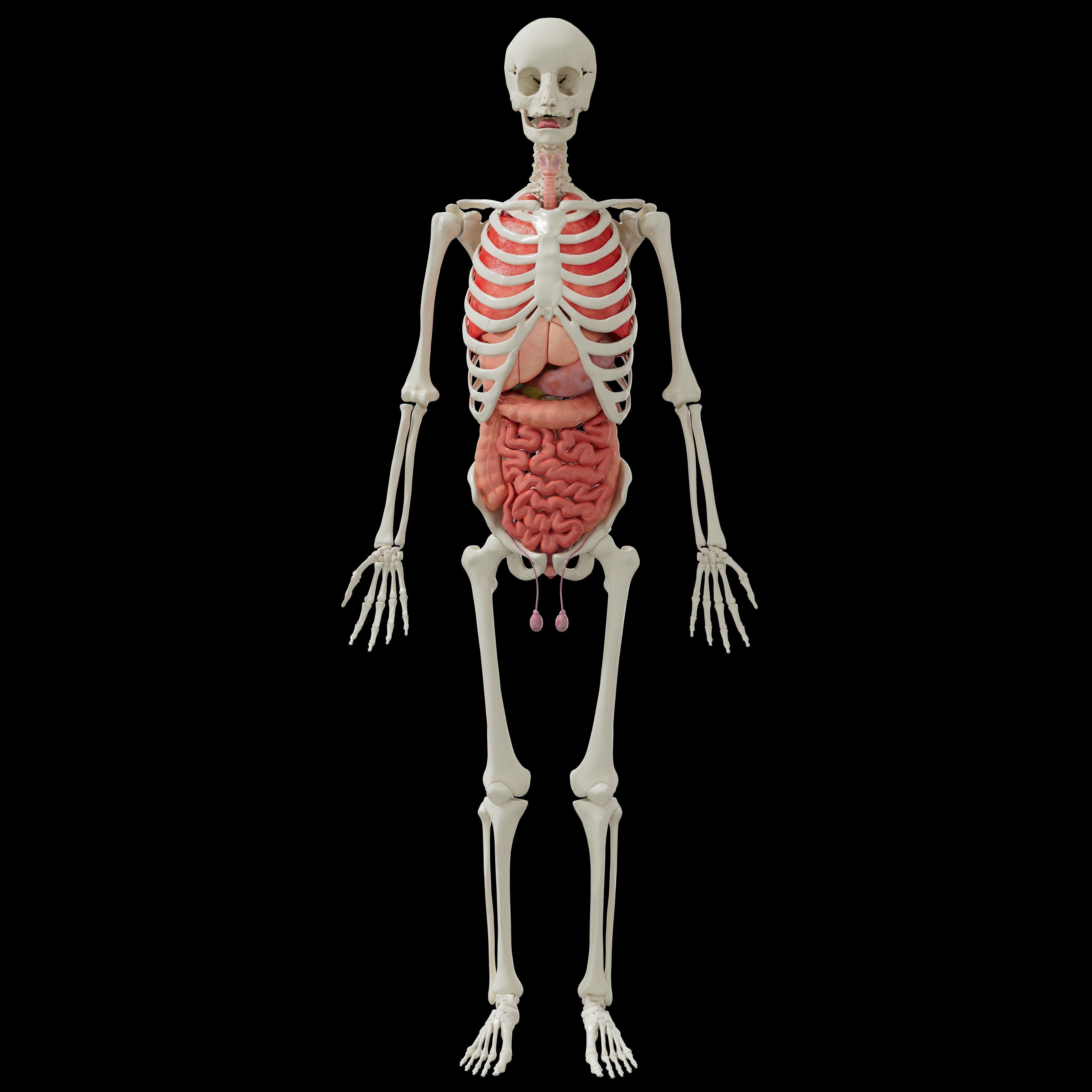 Human Body Organs 3D model | CGTrader